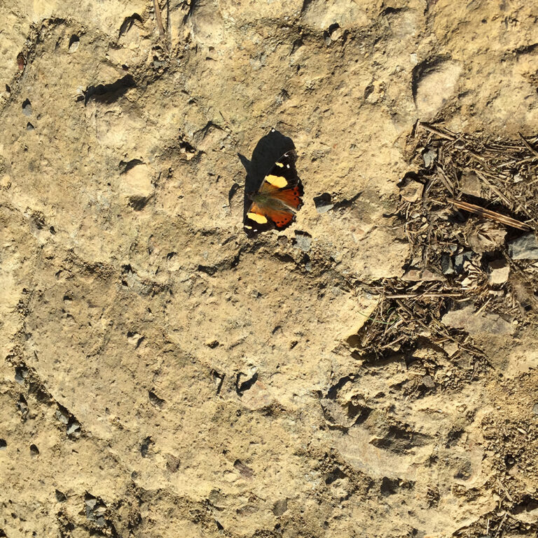 The Earth Has Sent a Message | Archdiocese of Wellington